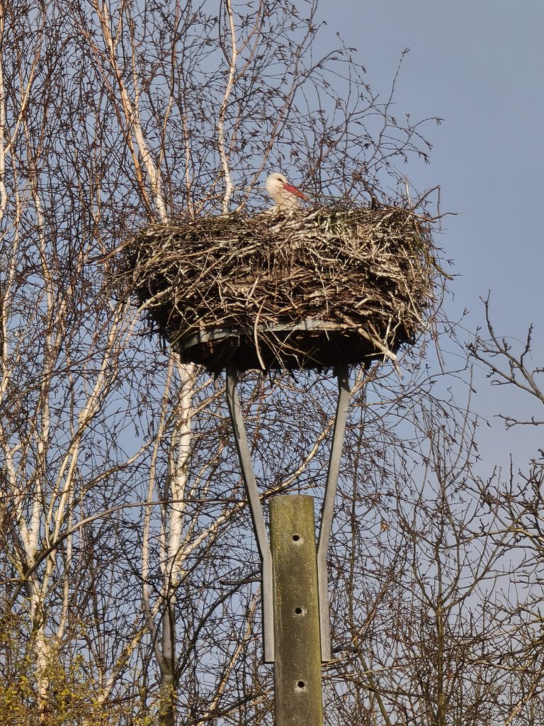 Storchenpost – Storchenschule Cammin