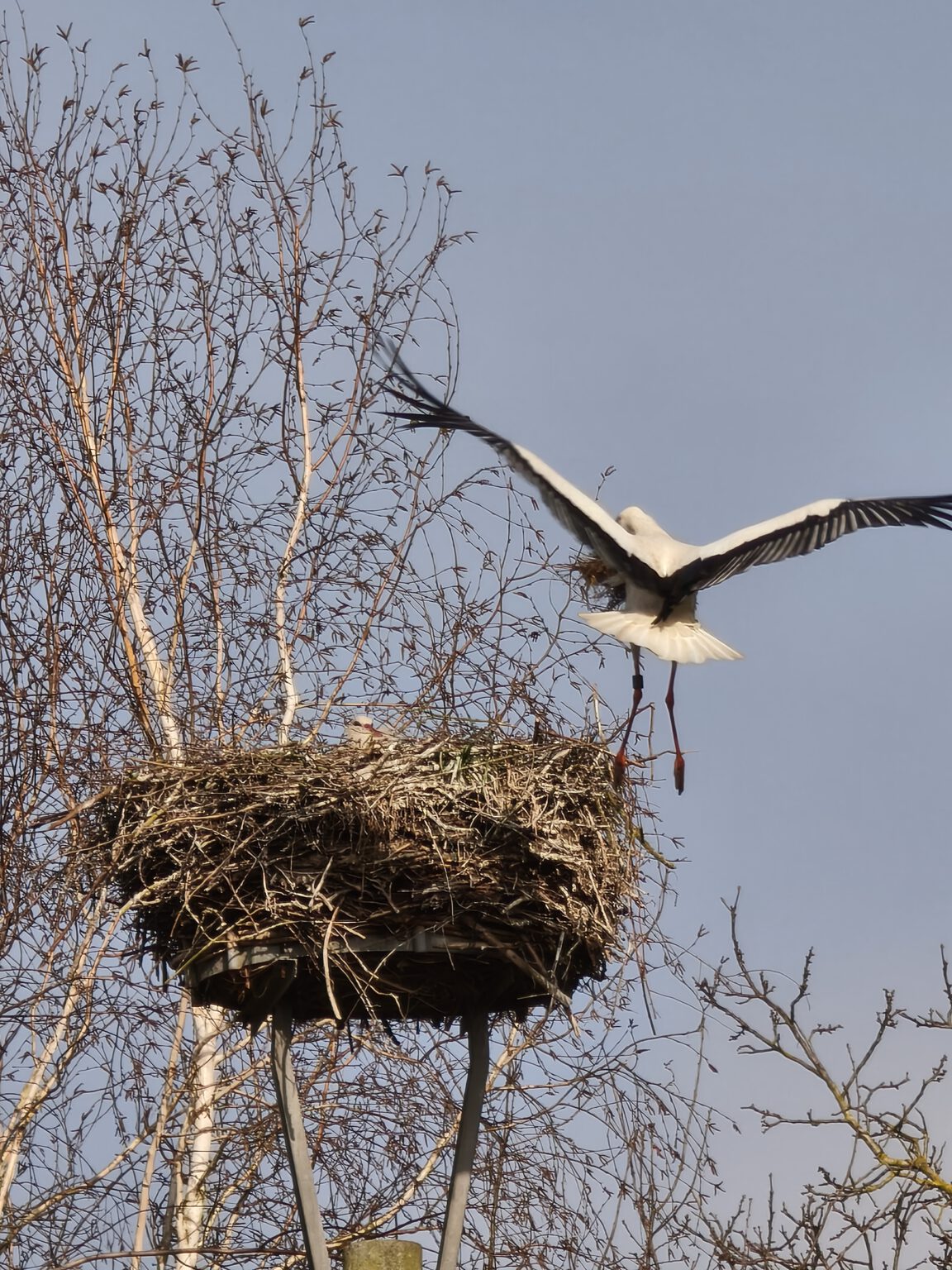 Storchenpost – Storchenschule Cammin